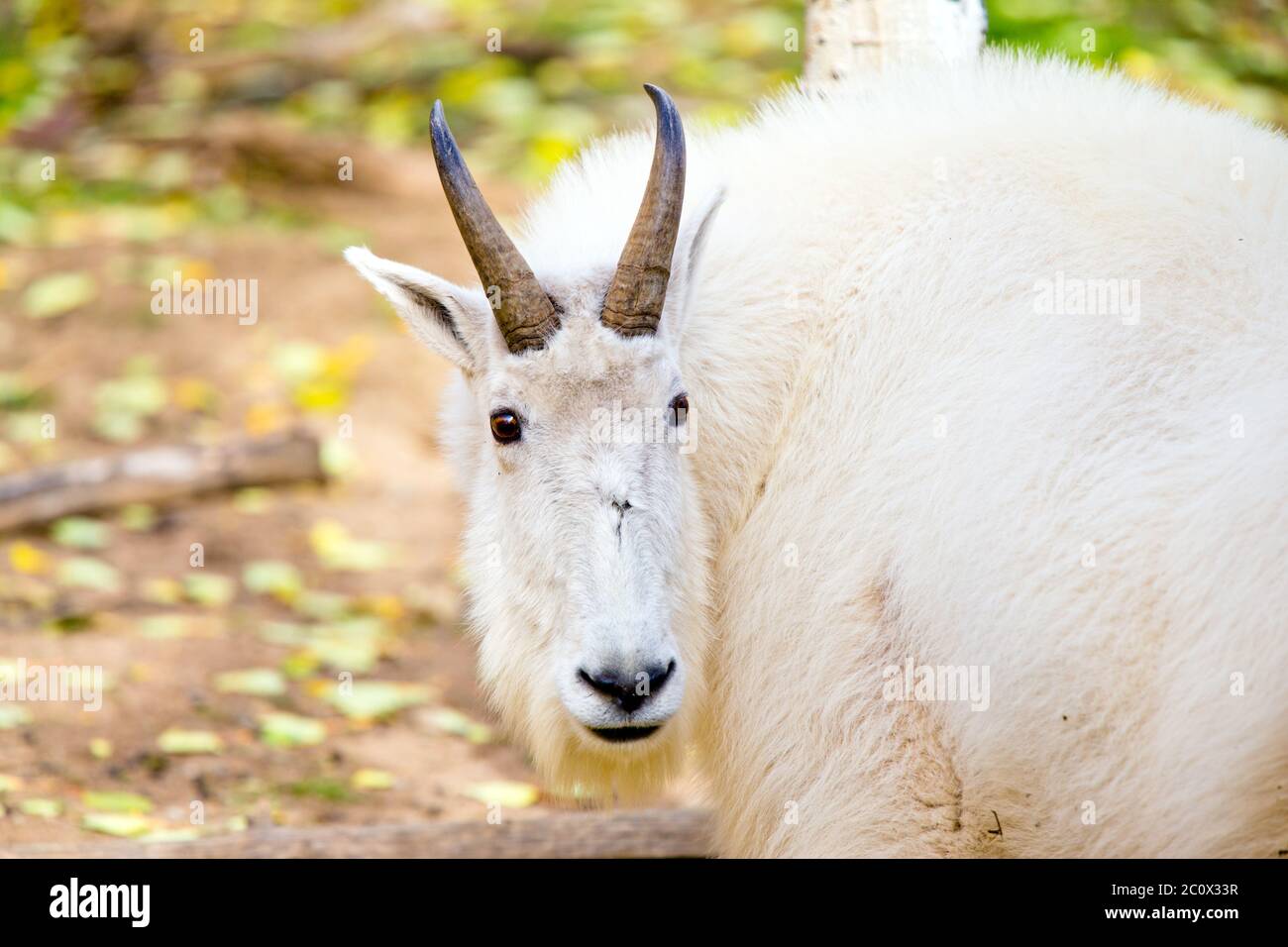 Close up isolated portrait of a male mountain goat in the Yukon ...