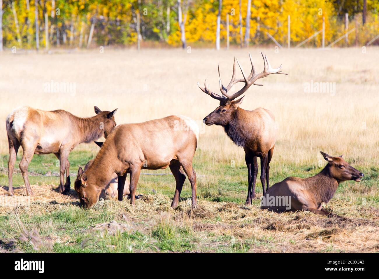 Bull and cow elk in during fall rut hi-res stock photography and images ...