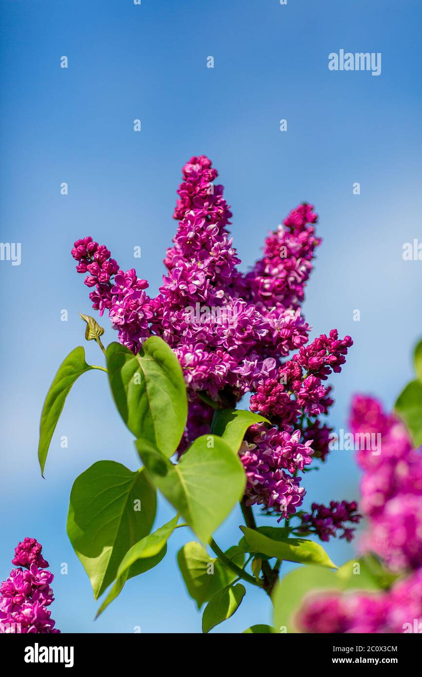 purple lilac bush blooming in May day. City park Stock Photo - Alamy