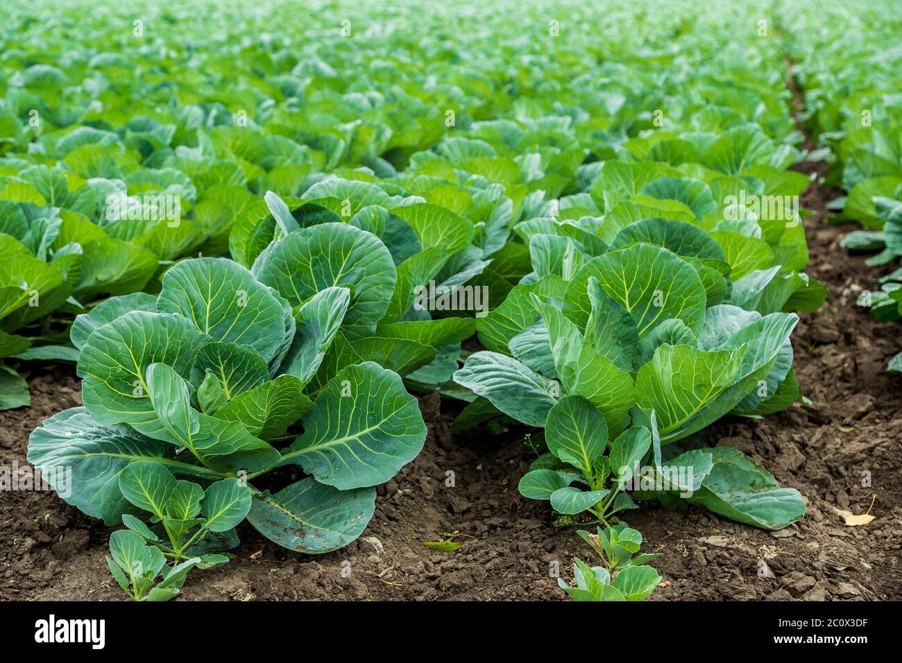 Many rows green cabbage hi-res stock photography and images - Alamy