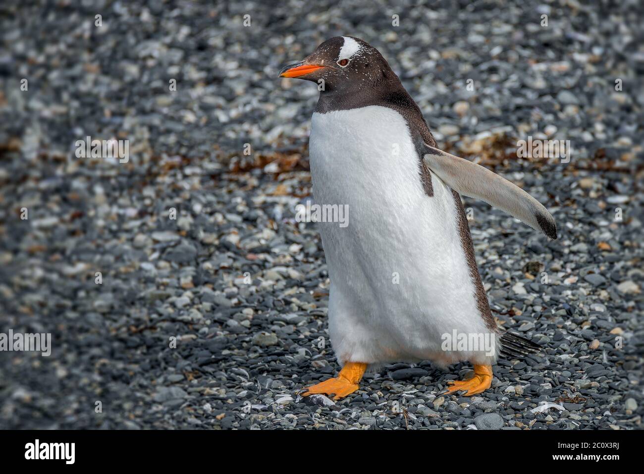Portrait of Gentoo penguin at Beagle Channel gravel beach in Patagonia ...