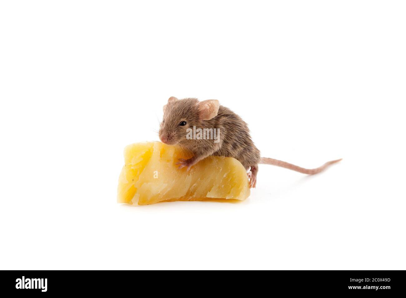 Smelling cheese Cut Out Stock Images & Pictures - Alamy