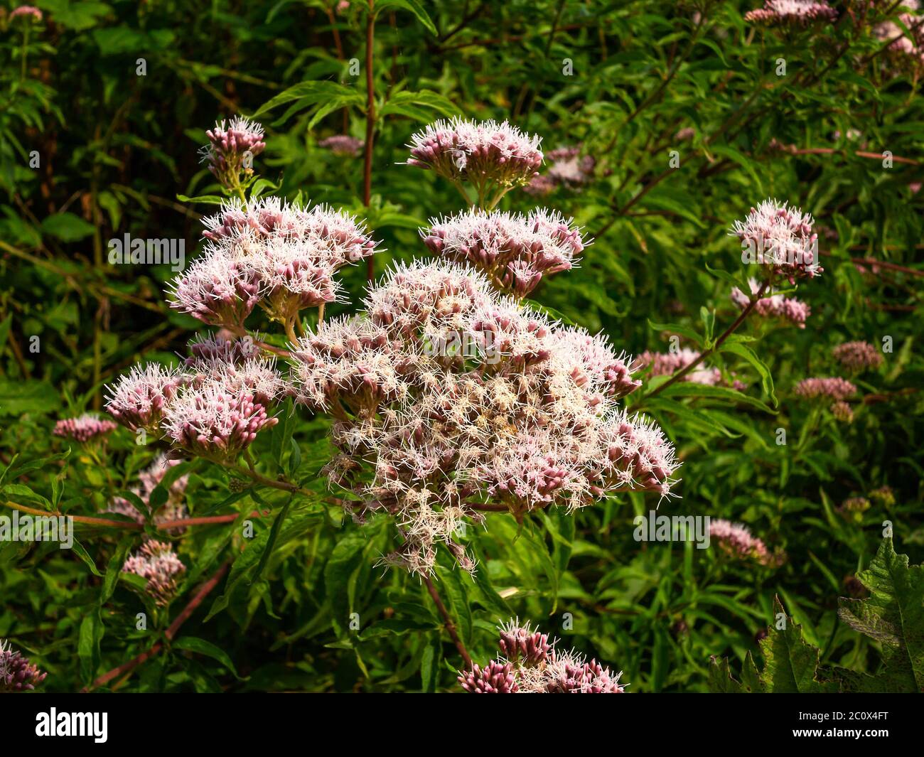 Sweating plant hi-res stock photography and images - Alamy
