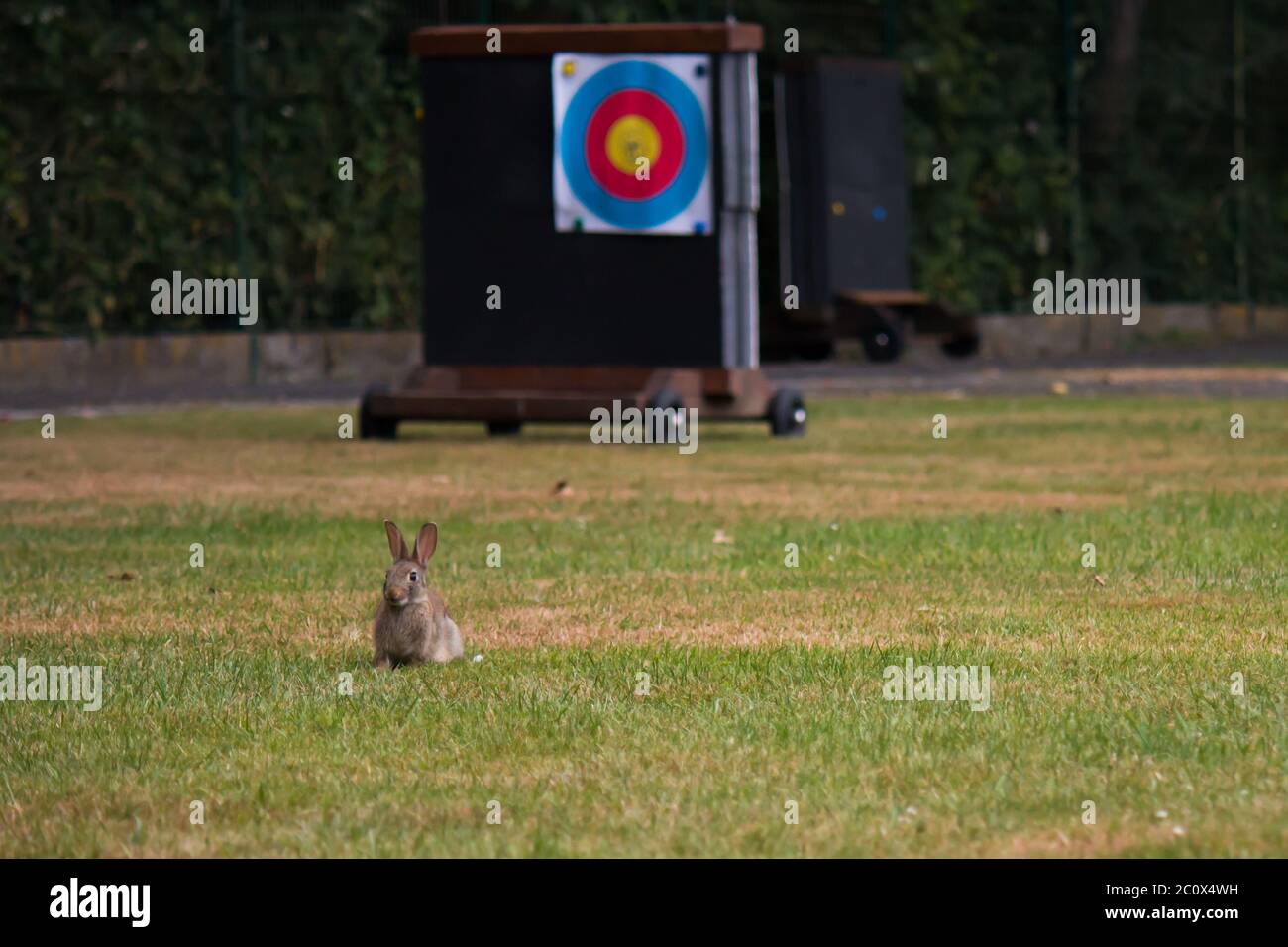 Standing bunny rabbit hi-res stock photography and images - Alamy