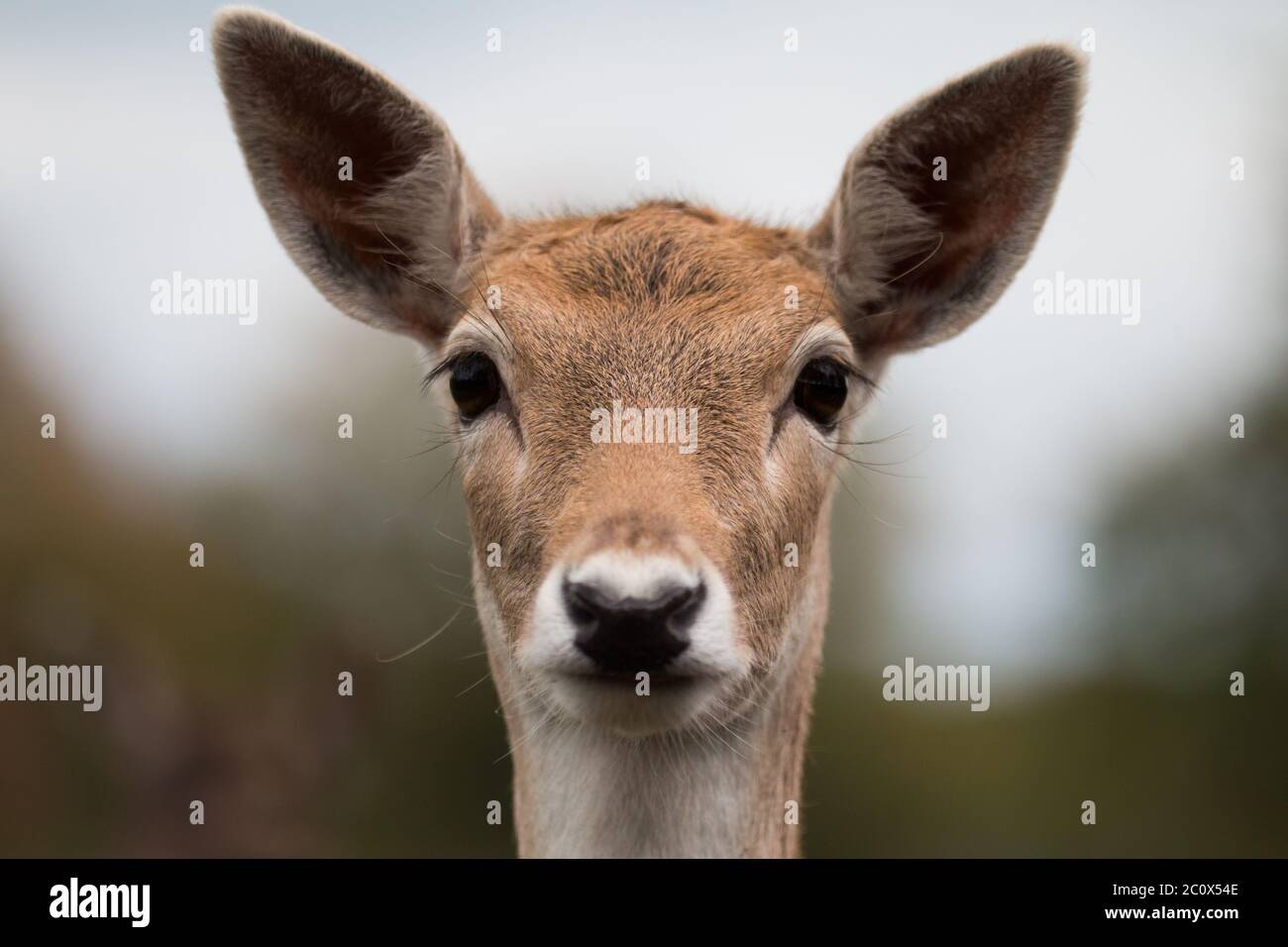 Portrait of a female fallow deer (Dama dama Stock Photo - Alamy