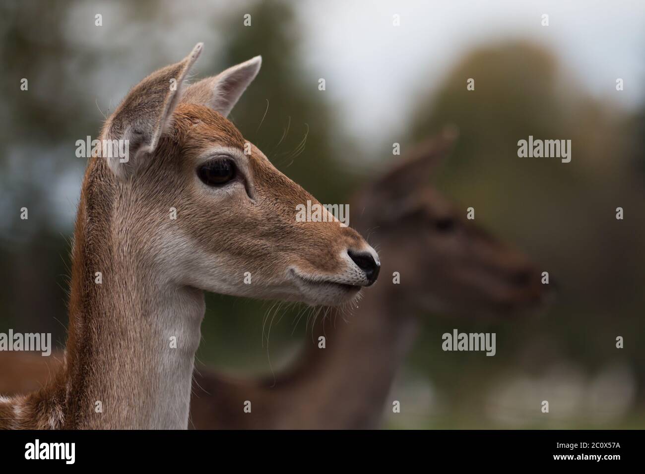 Female deer head hi-res stock photography and images - Alamy