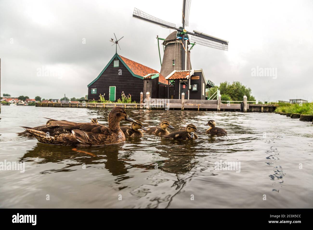 Wind mills in Holland Stock Photo - Alamy