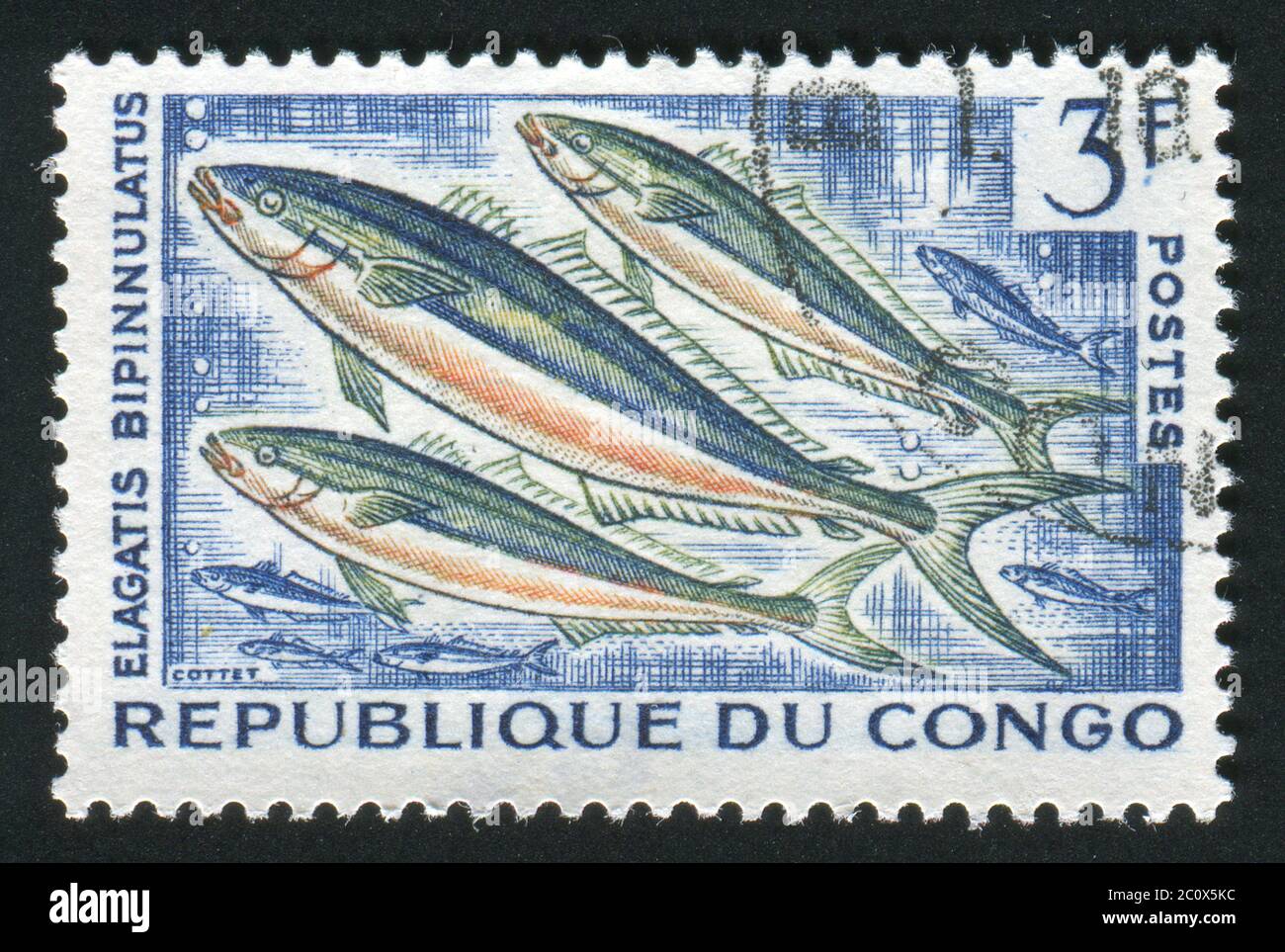 Viperfish hi-res stock photography and images - Alamy Viperfish hi-res stock photography and images - Alamy