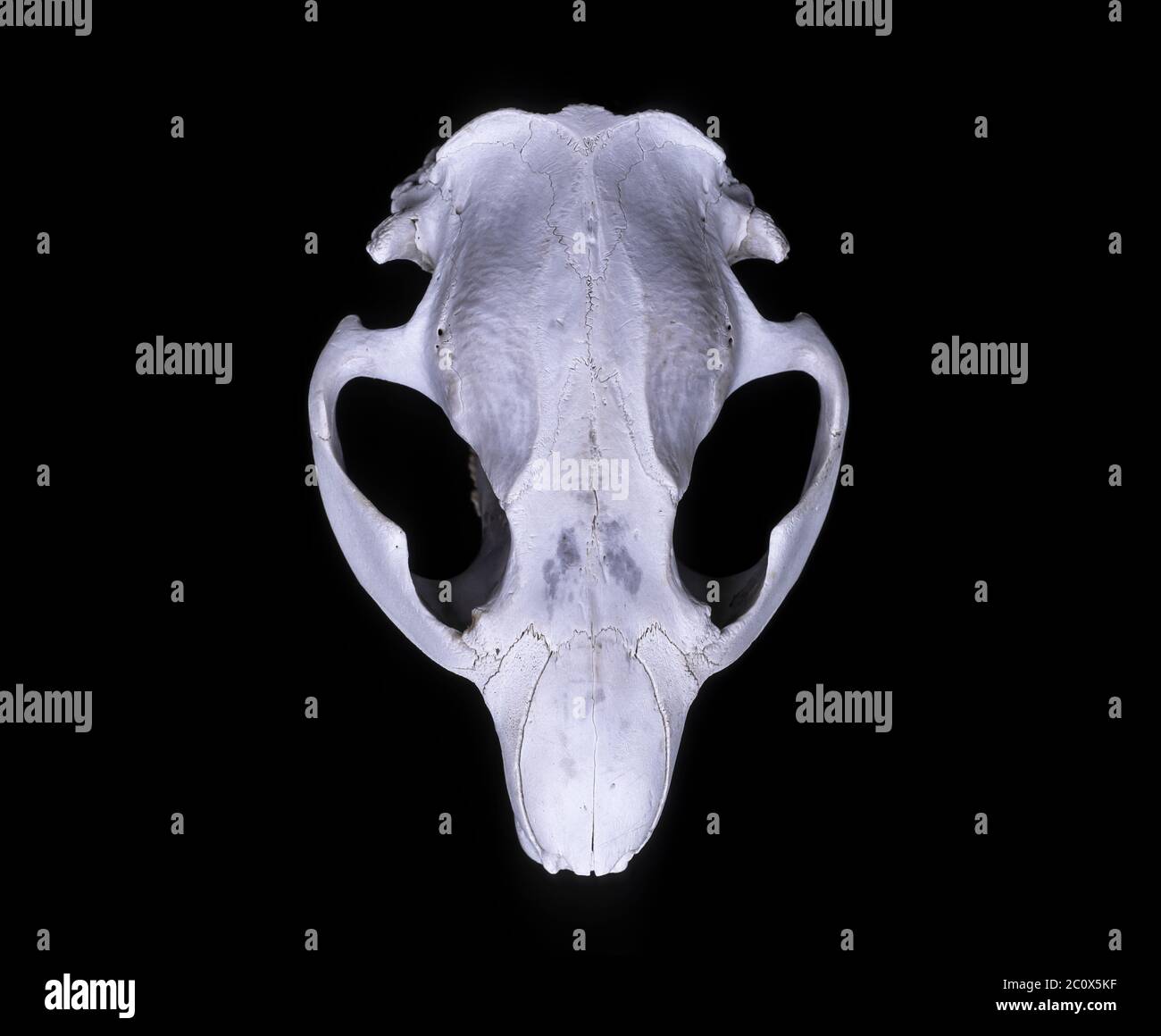 Bones Of The Upper Body High Resolution Stock Photography and Images ...