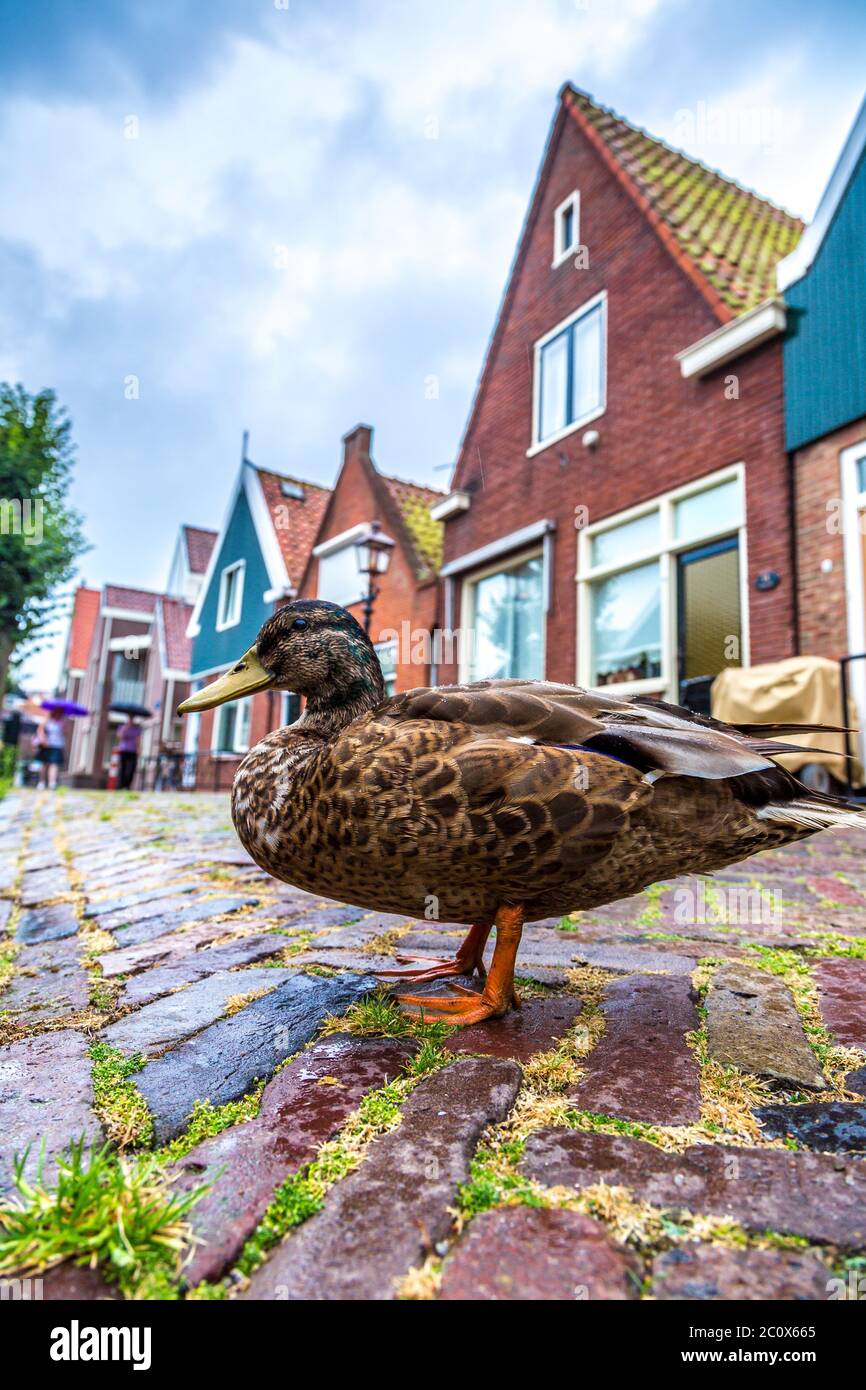 Traditional european wildlife hi-res stock photography and images - Alamy