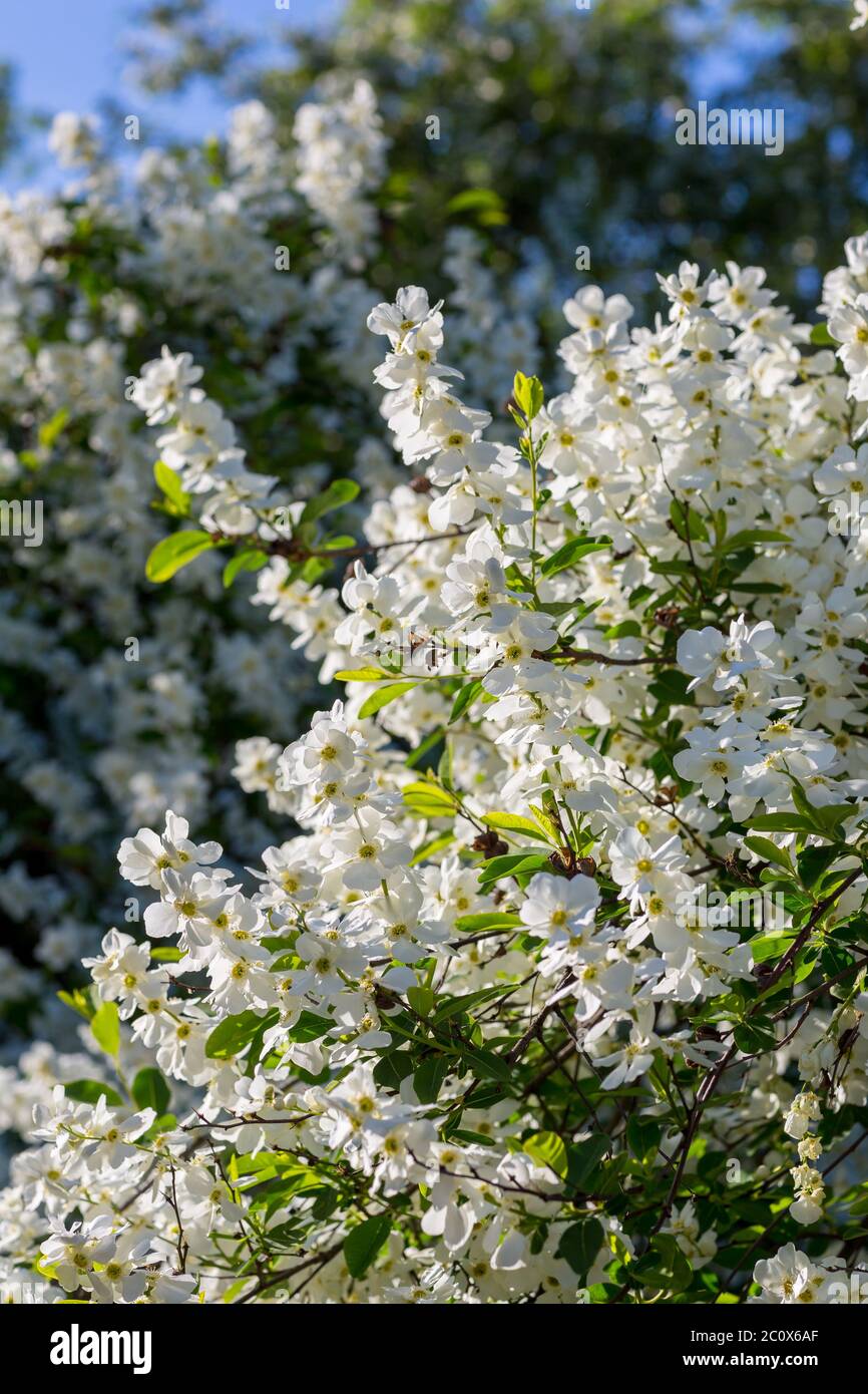 Cherry blossoms white flowers close hi-res stock photography and images ...