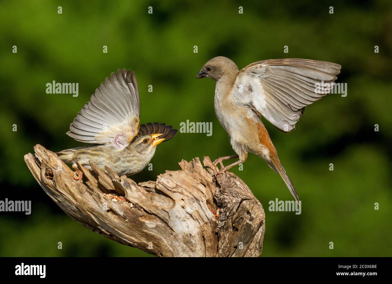 garden bird interaction Stock Photo - Alamy