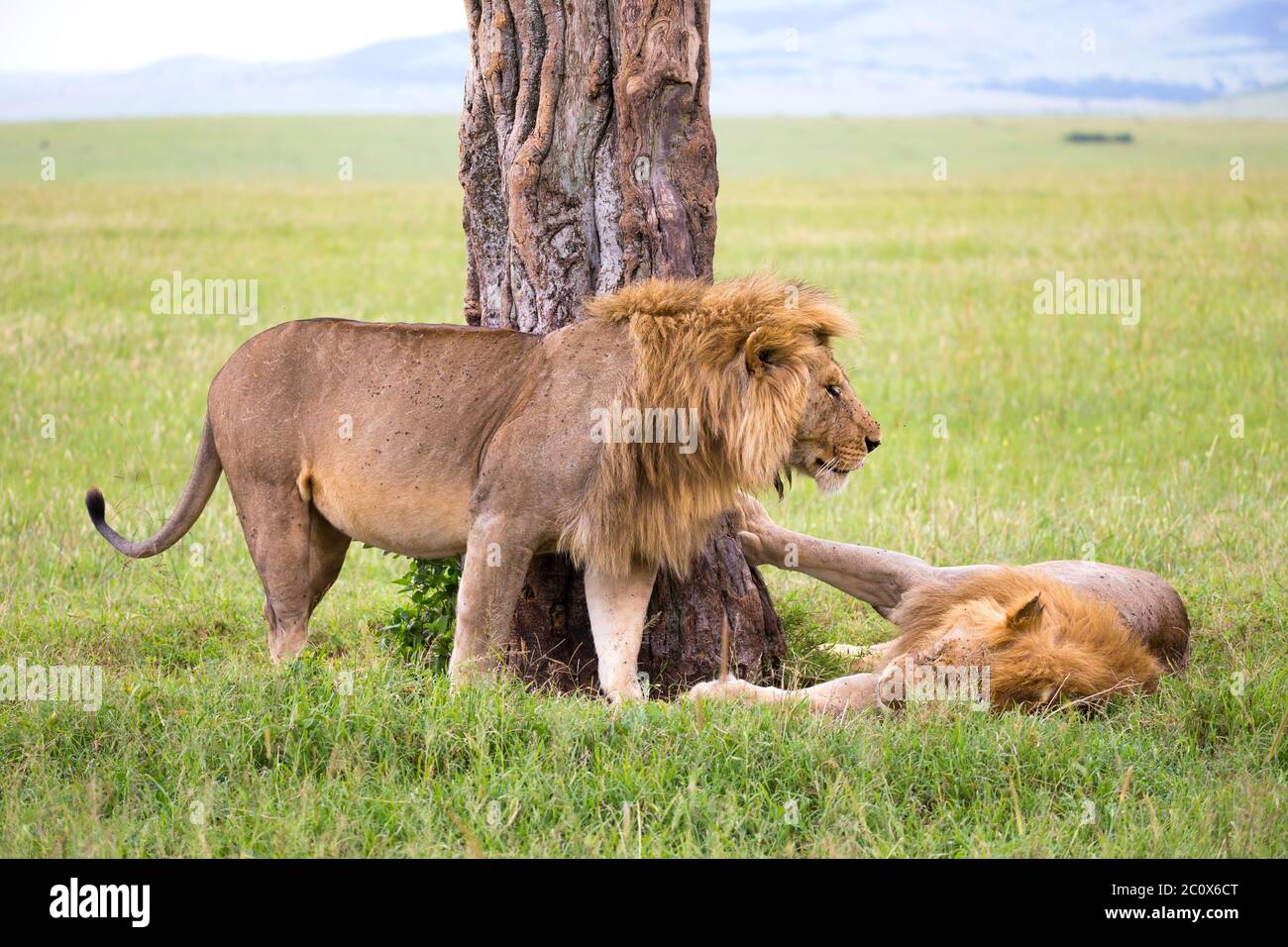 Some big lions show their emotions to each other in the savanna of ...