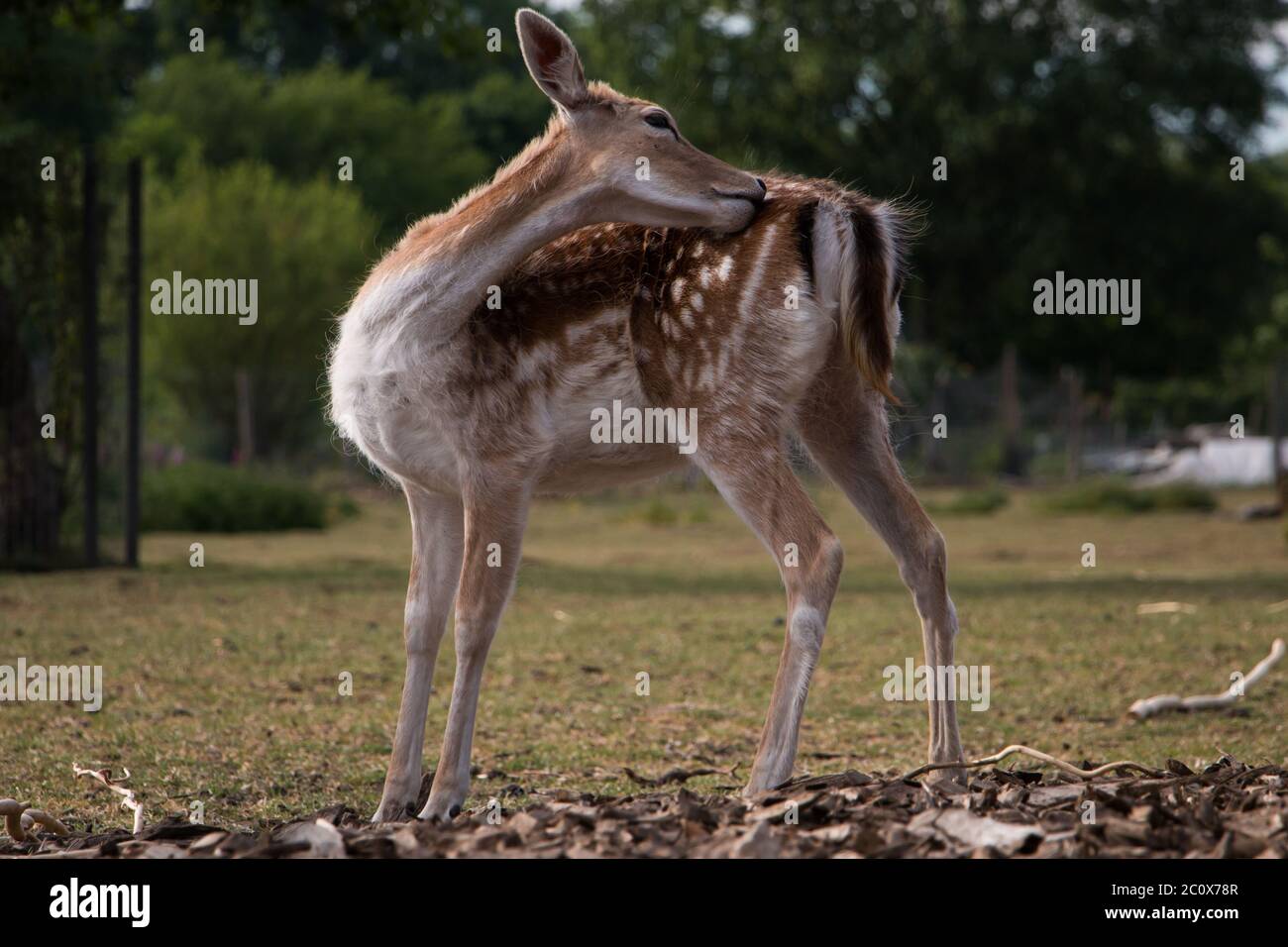Dama dam hi-res stock photography and images - Alamy