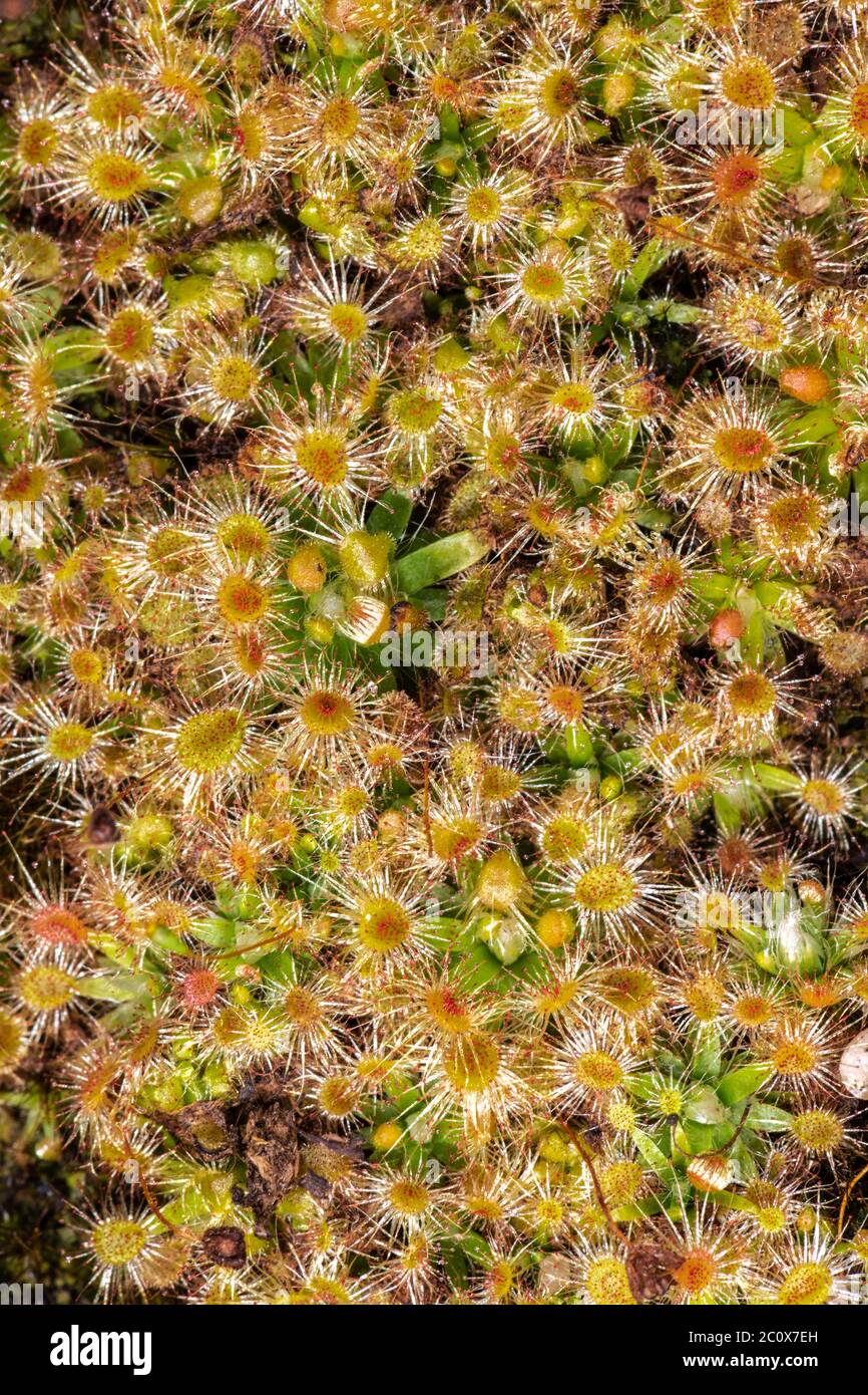 Pygmy drosera hi-res stock photography and images - Alamy