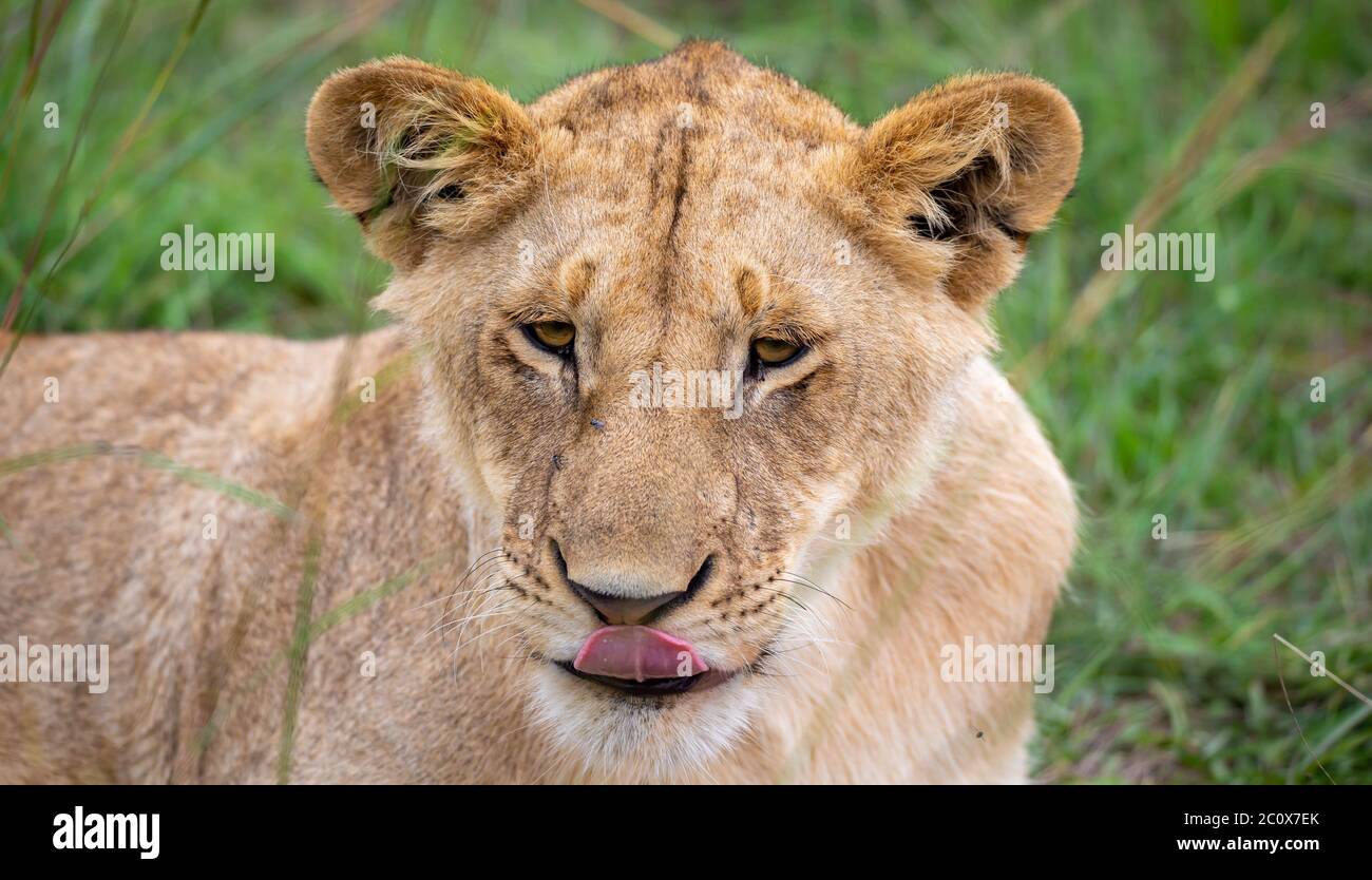 A face of a young lioness in close-up Stock Photo - Alamy