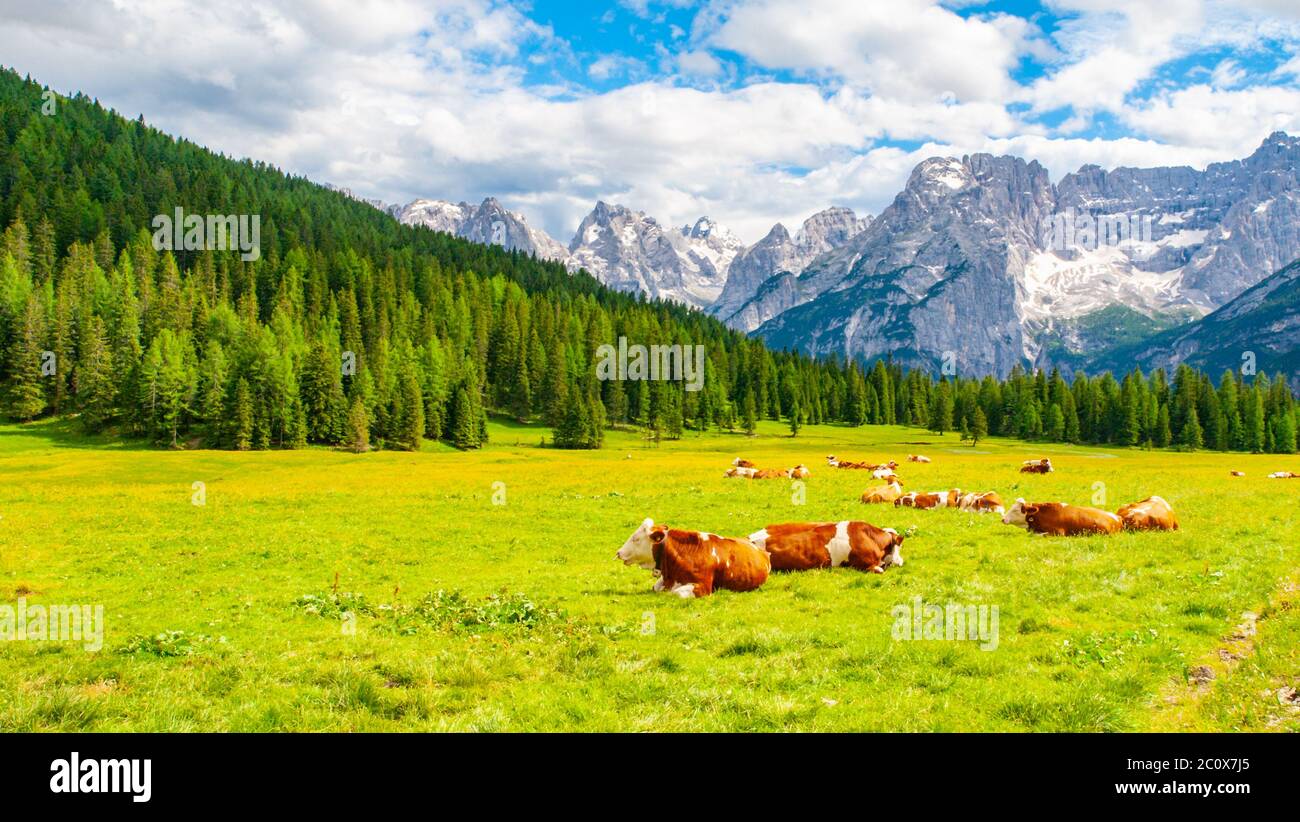 Italian alps mountain pasture grazing hi-res stock photography and ...