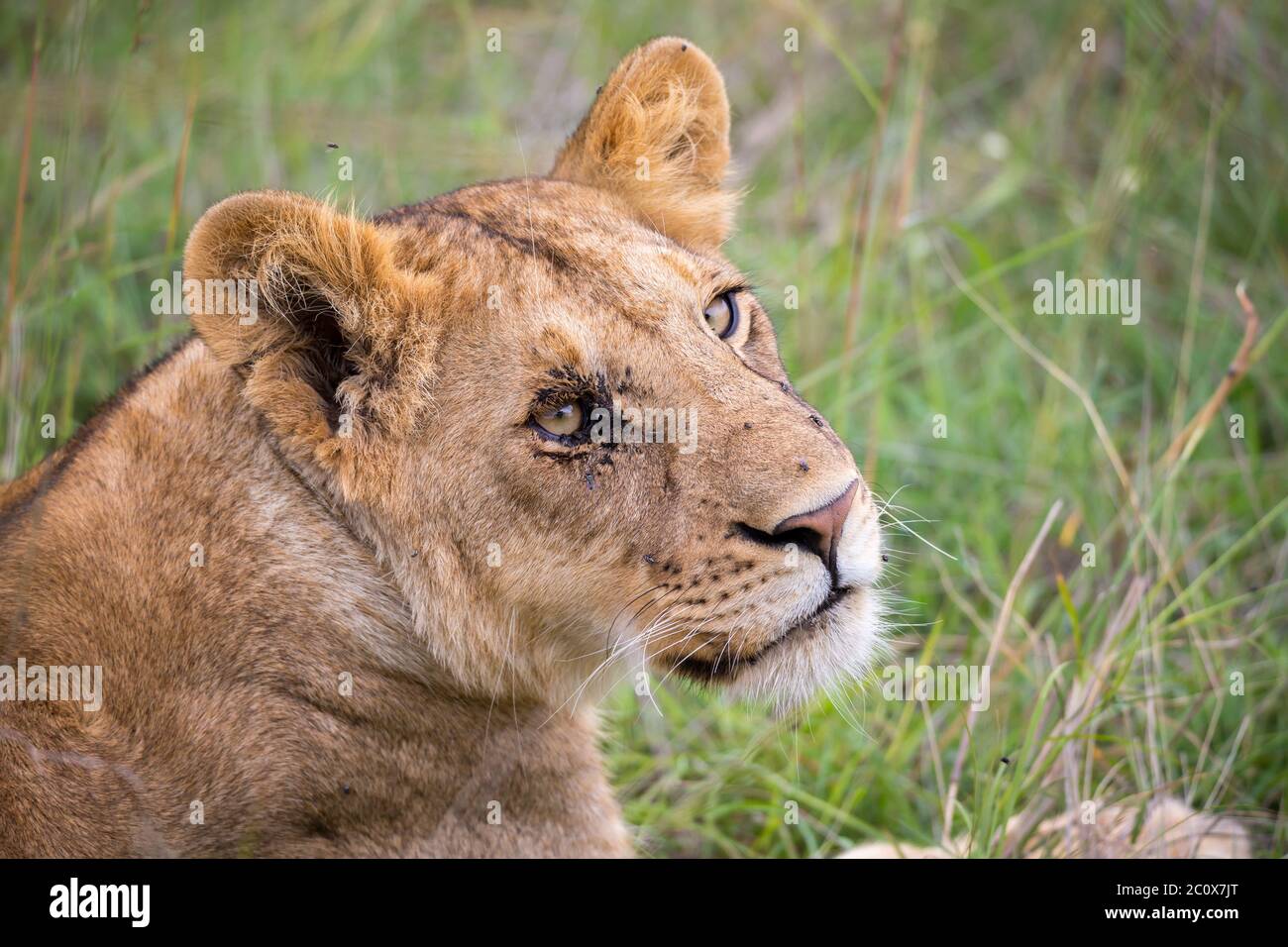 A face of a young lioness in close-up Stock Photo - Alamy