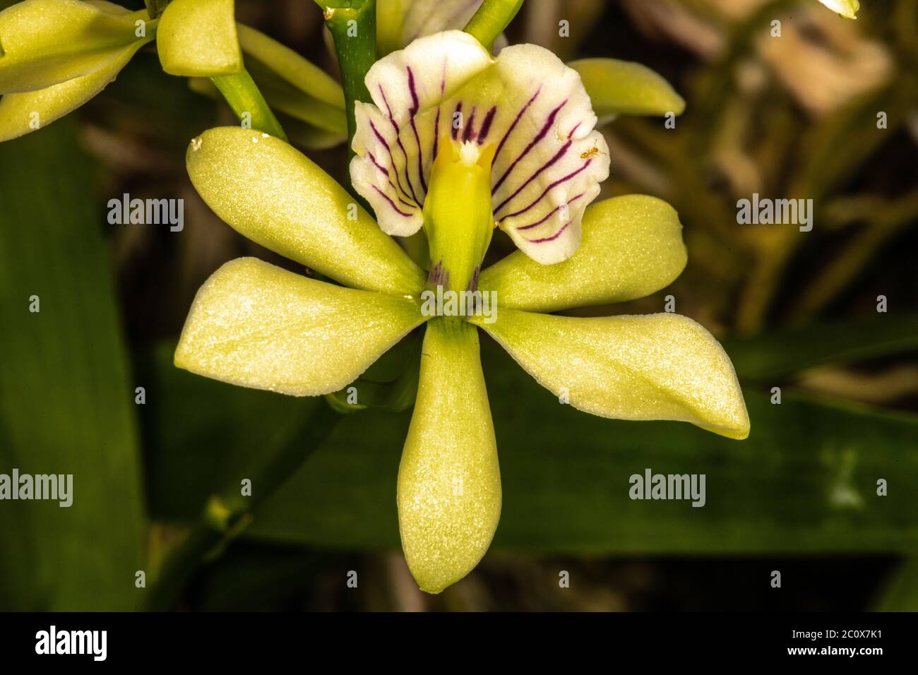 Encyclia Radiata High Resolution Stock Photography and Images - Alamy