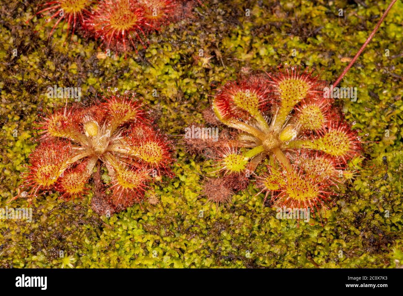 Spoon-leaved Sundew (Drosera spatulata Stock Photo - Alamy