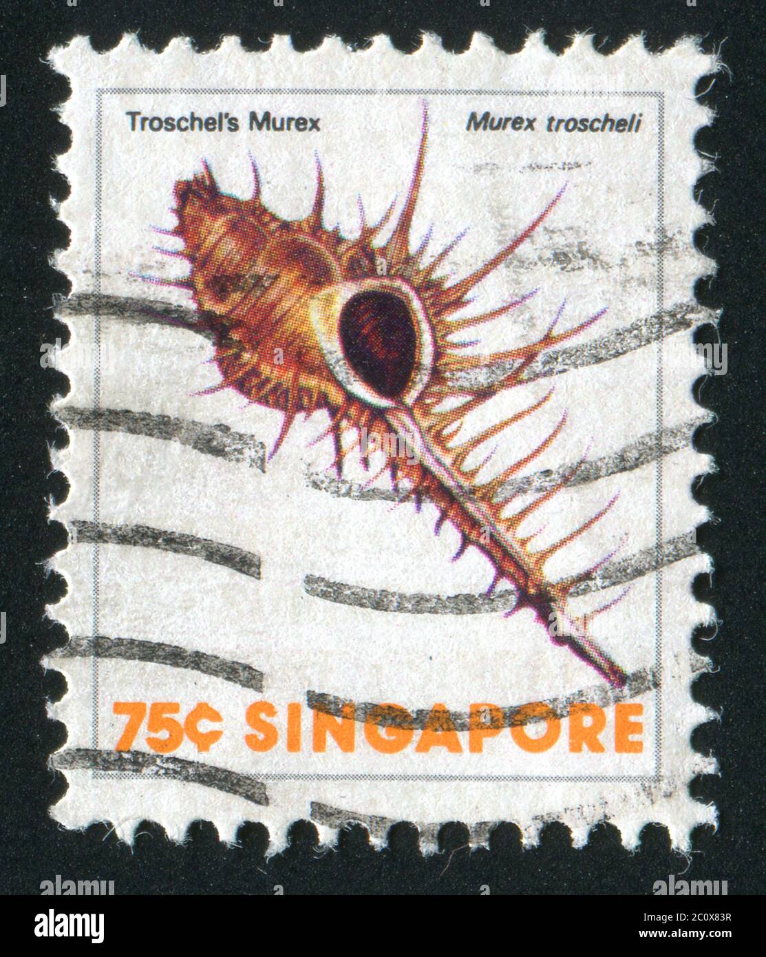 SINGAPORE - CIRCA 1978: Murex is a genus of medium to large sized ...