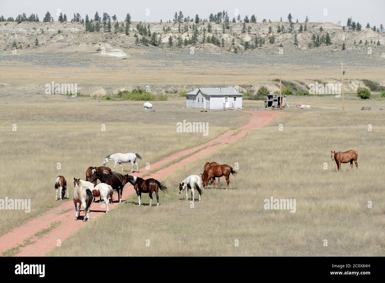 USA, Montana, Northern Cheyenne Indian Reservation, home and horses ...