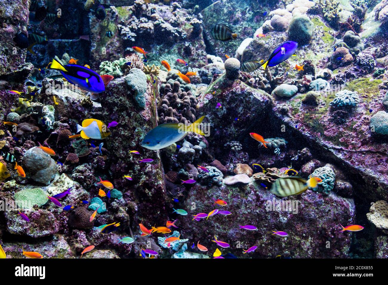 Tropical reef fish polynesia hi-res stock photography and images - Alamy