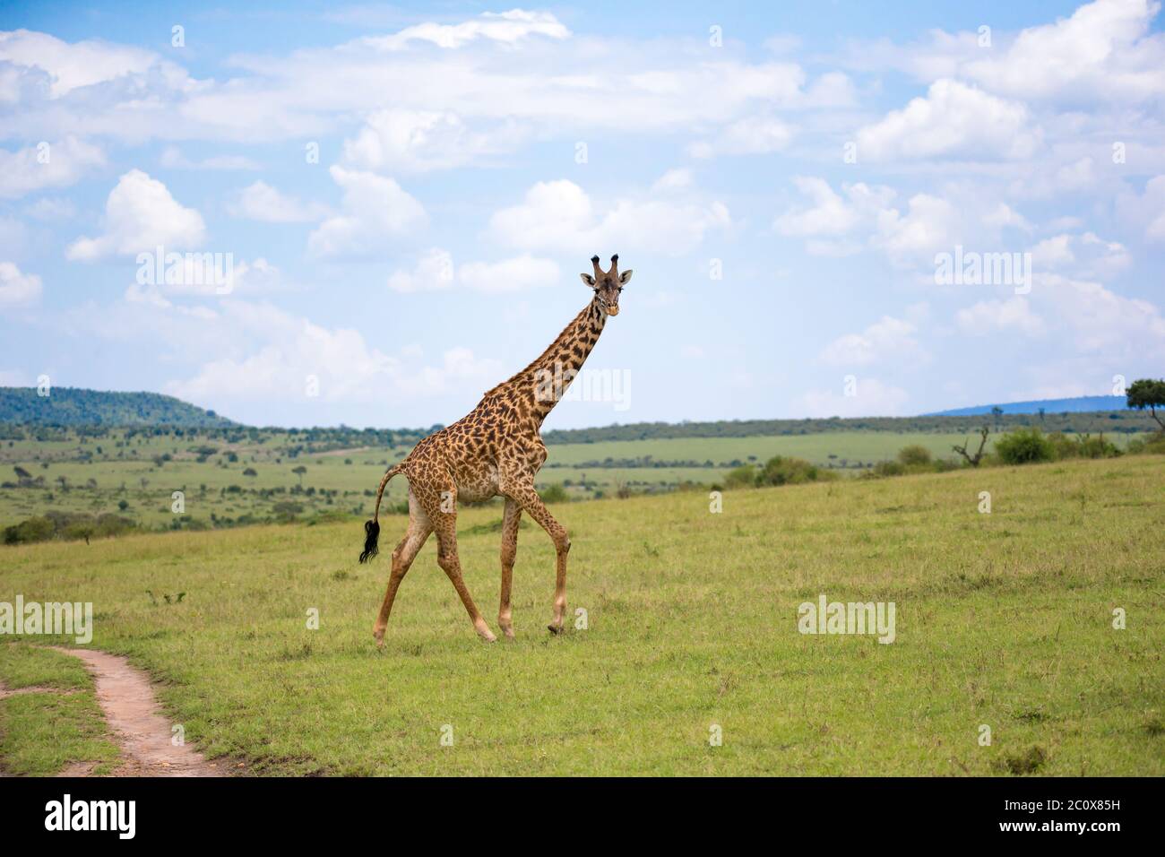 A giraffes run through the grass landscape in Kenya Stock Photo - Alamy