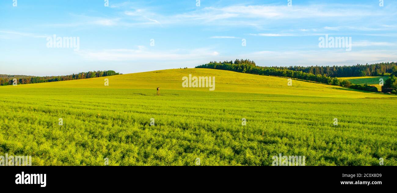 Green field panorama landscape. Panoramic view in the spring evening ...