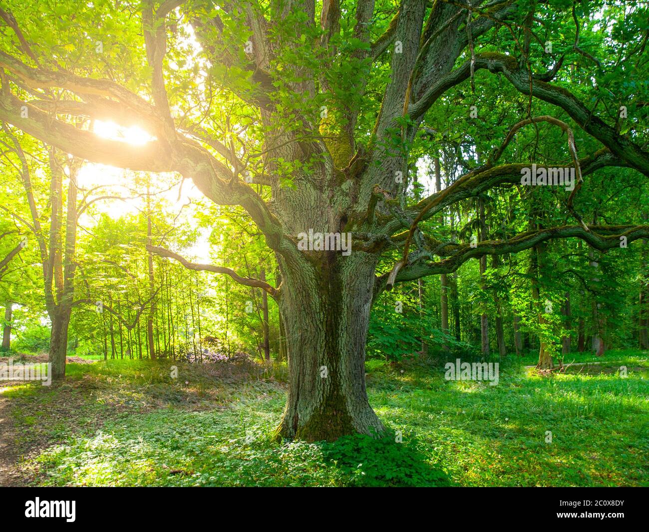 Sunlight from behind an old oak in the lush green park Stock Photo - Alamy