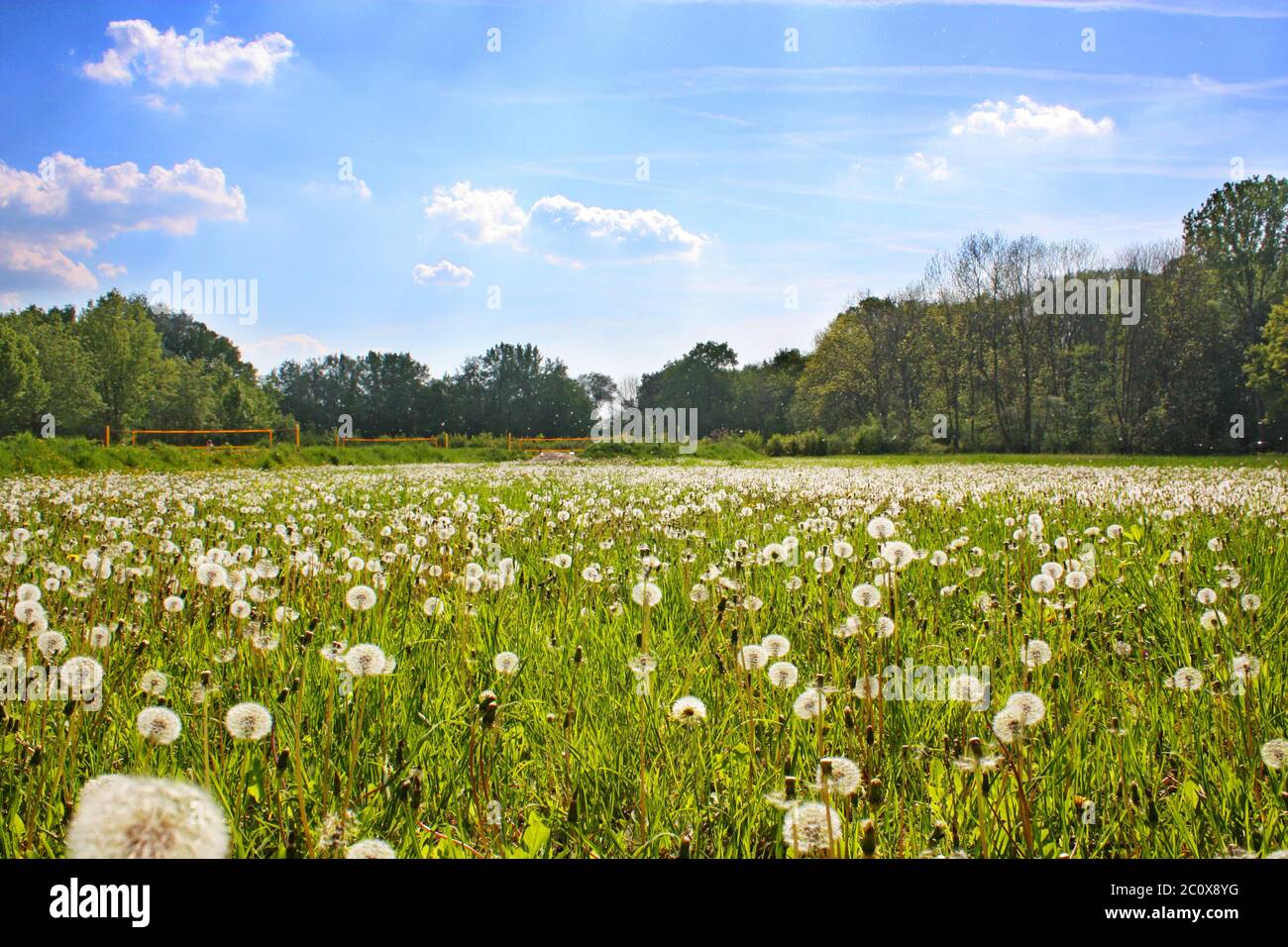 Beautiful dreamy spring nature backgound Stock Photo - Alamy