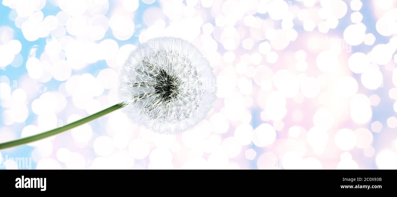 Beautiful dreamy spring nature backgound Stock Photo - Alamy