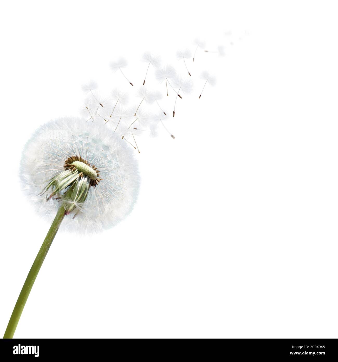 Beautiful dreamy spring white backgound Stock Photo - Alamy