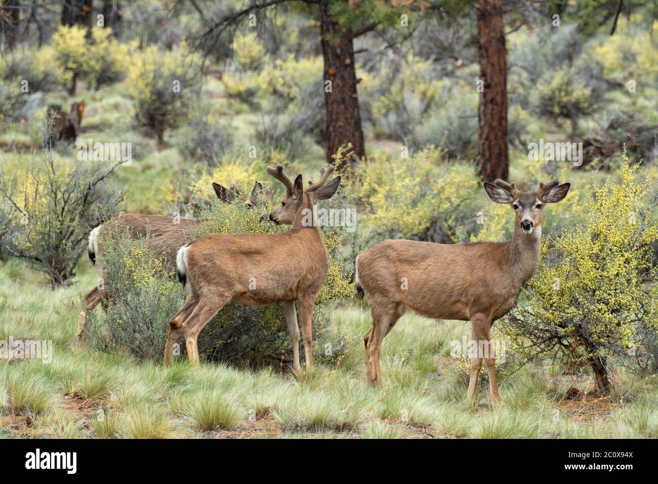USA, Pacific Northwest, Oregon, central, Bend, Rancho las hierbas, Mule ...