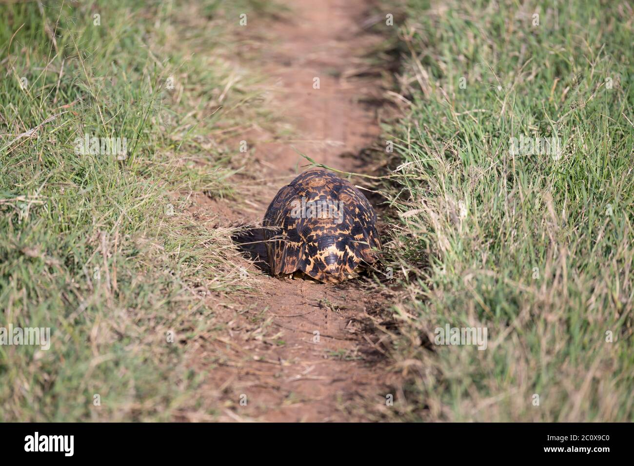 One turtle crawls between the grass in the savannah Stock Photo - Alamy