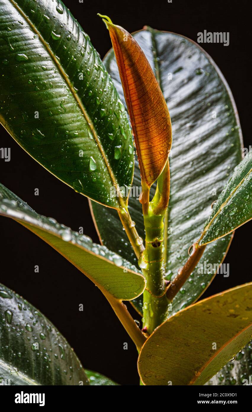 Dark black foliage hi-res stock photography and images - Alamy