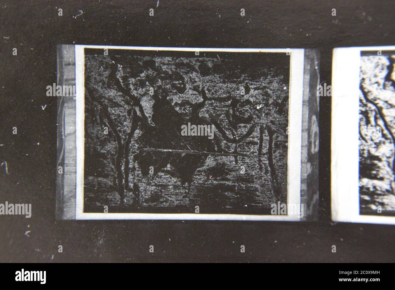 Fine 1970s vintage black and white photography of the beauty of nature ...