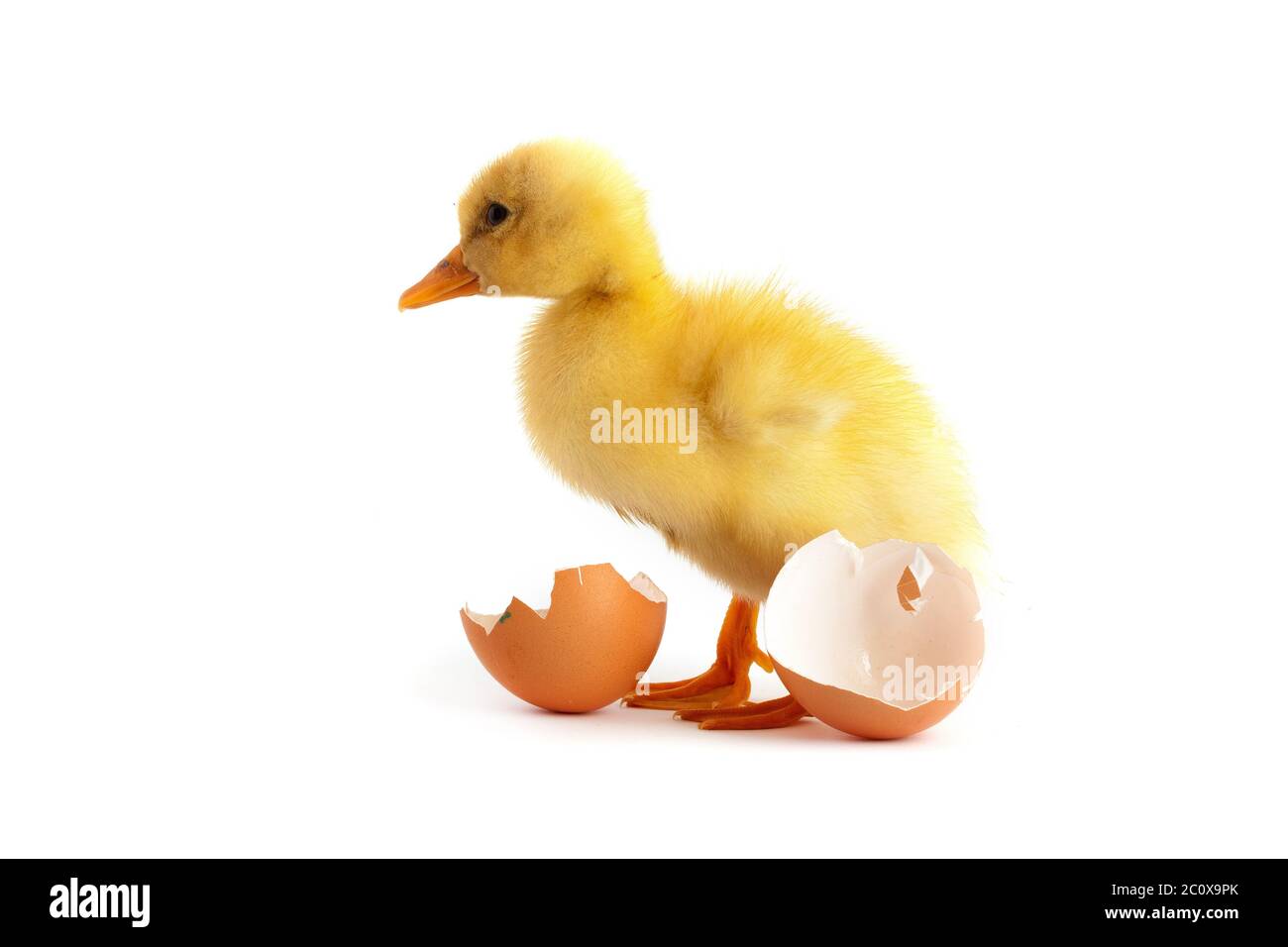Duckling feather growth hi-res stock photography and images - Alamy
