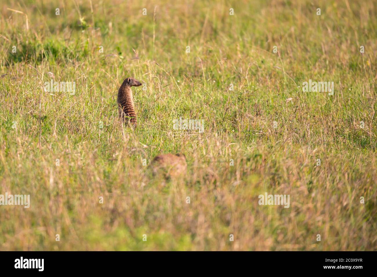 A mongus in the grass landscape between the bushes Stock Photo - Alamy