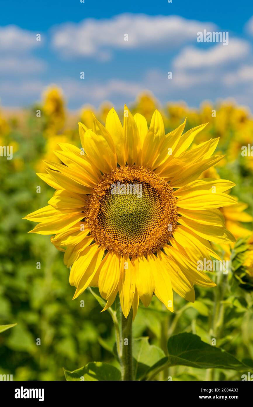 Ukraine sun flower hi-res stock photography and images - Alamy