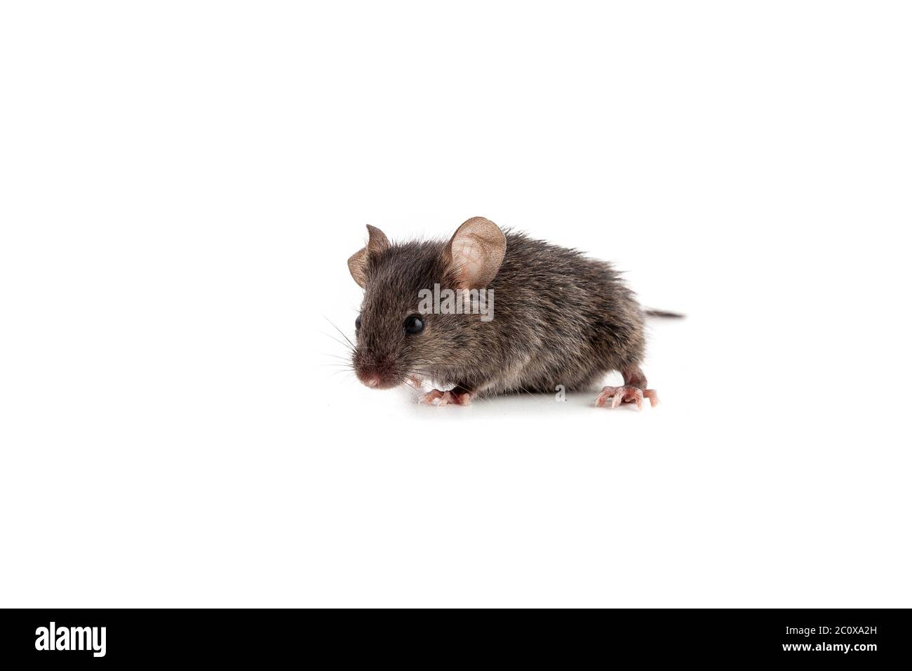 Mouse smell Cut Out Stock Images & Pictures - Alamy