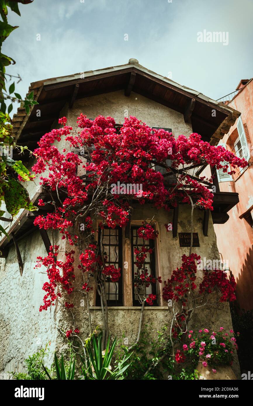 Old red rose bunch hi-res stock photography and images - Alamy