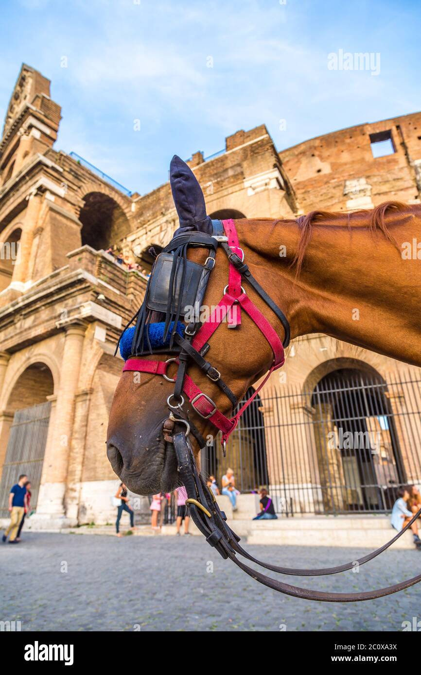 Colosseum and a horse in Rome Stock Photo - Alamy