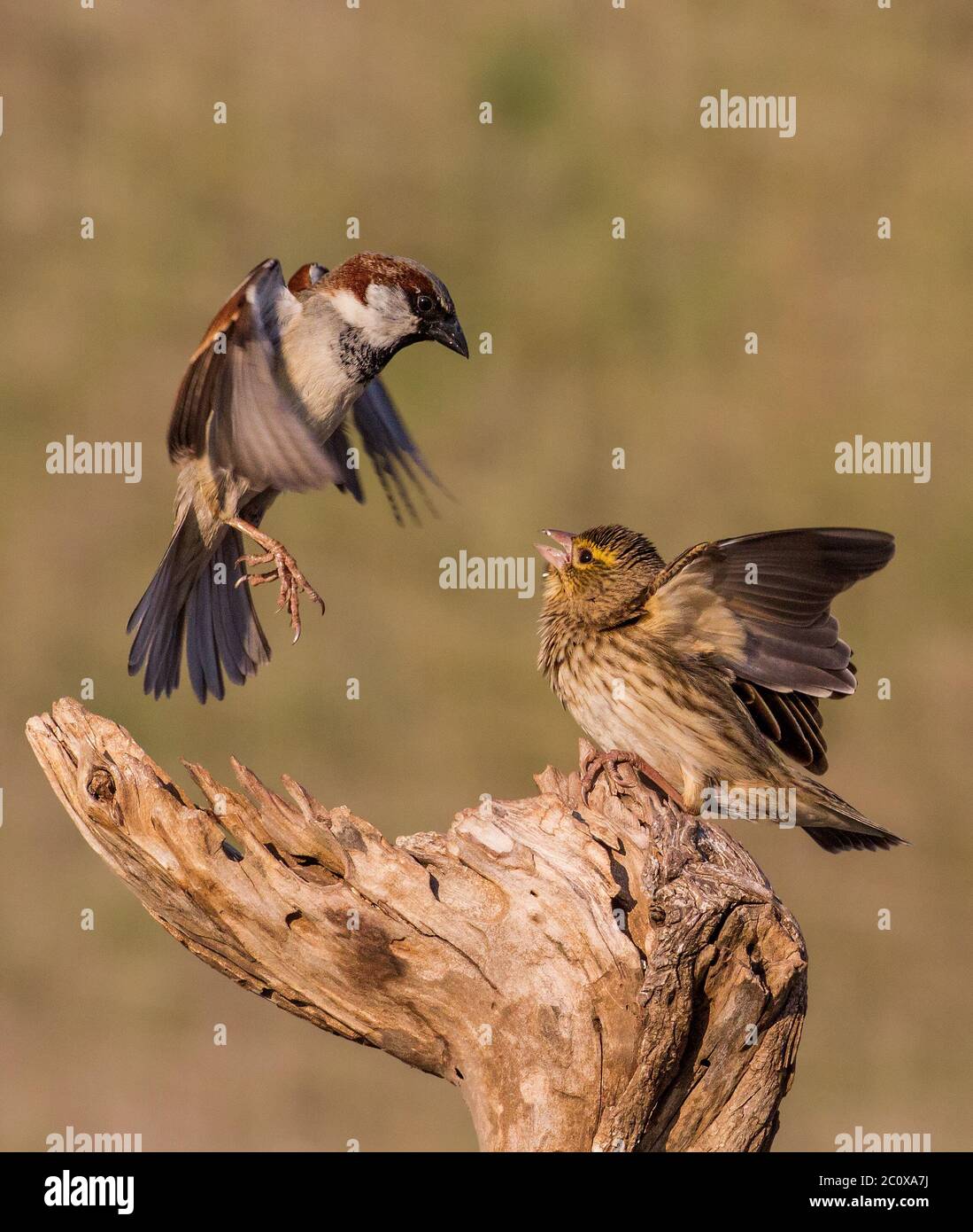 garden bird interaction Stock Photo - Alamy