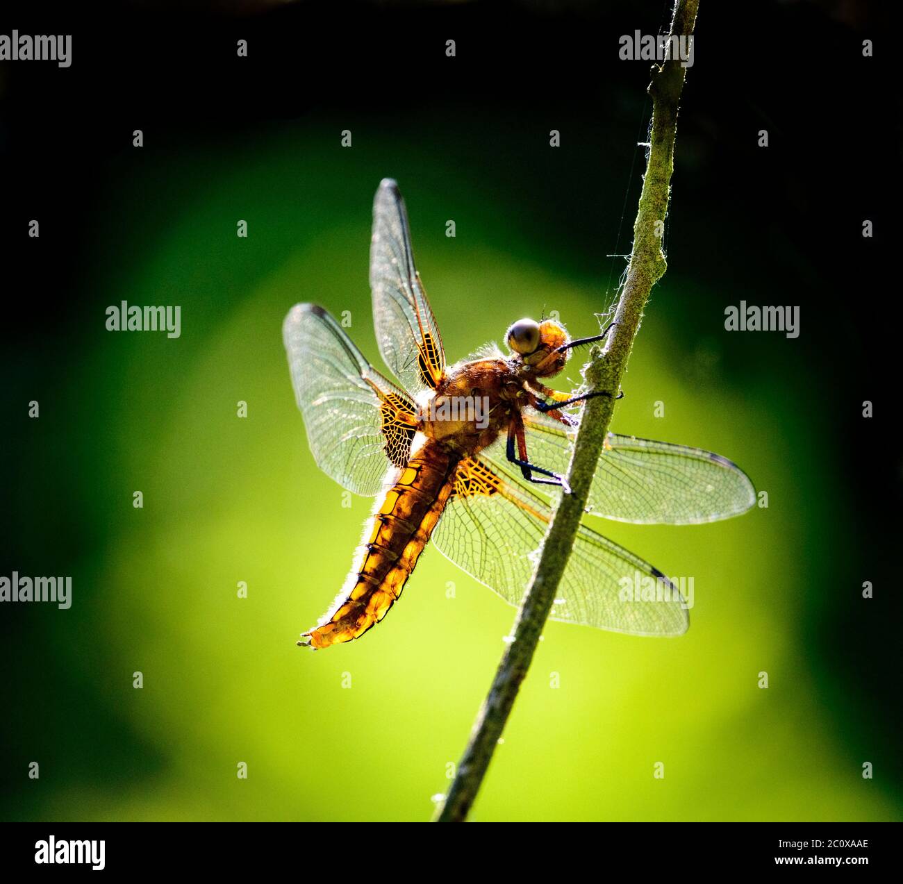 Female Broad Bodied Chaser Dragonfly Stock Photo - Alamy