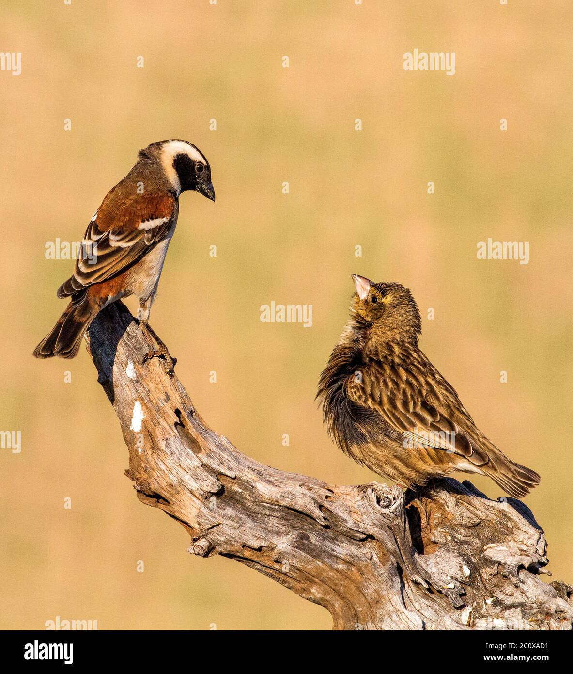 garden bird interaction Stock Photo - Alamy