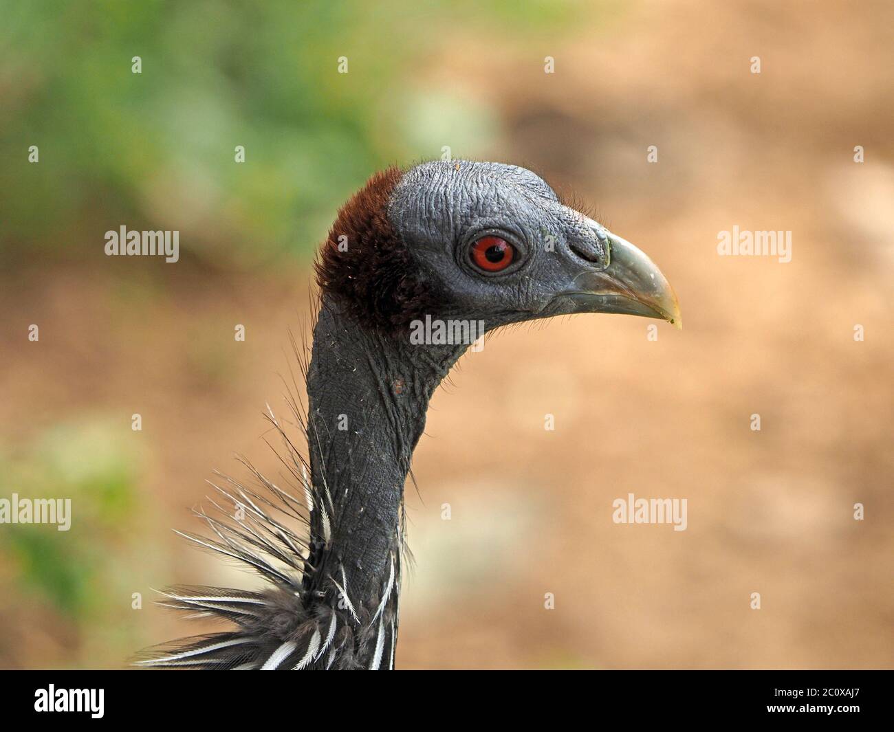 Bald head, red eye, spiky hackles & straggly neck of Vulturine Guinea ...