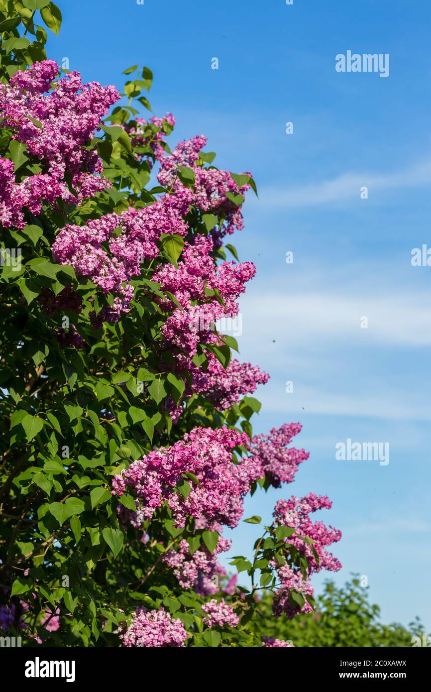 purple lilac bush blooming in May day. City park Stock Photo - Alamy