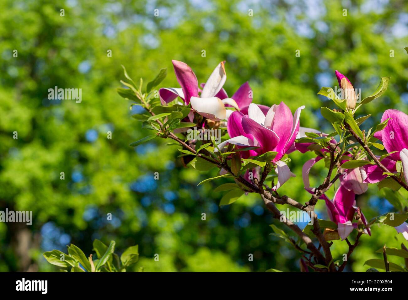 Magnolia tree in summer magnolia hi-res stock photography and images ...