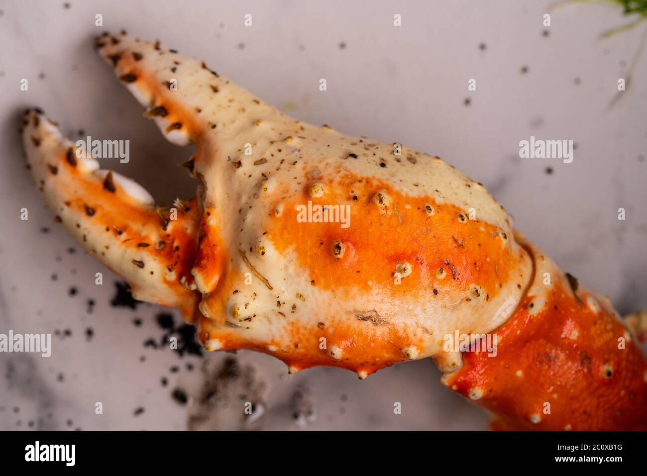 Red frog crab or Spanner crab (Ranina ranina) isolate on white ...